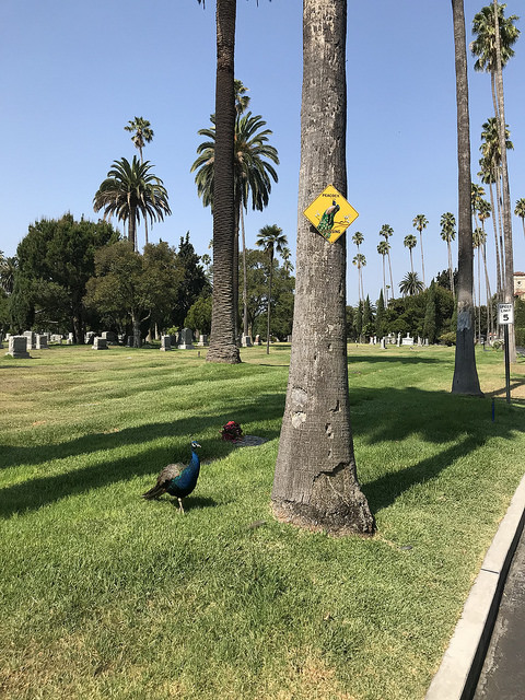 Hollywood Forever Cemetery | Celebrity Graveland